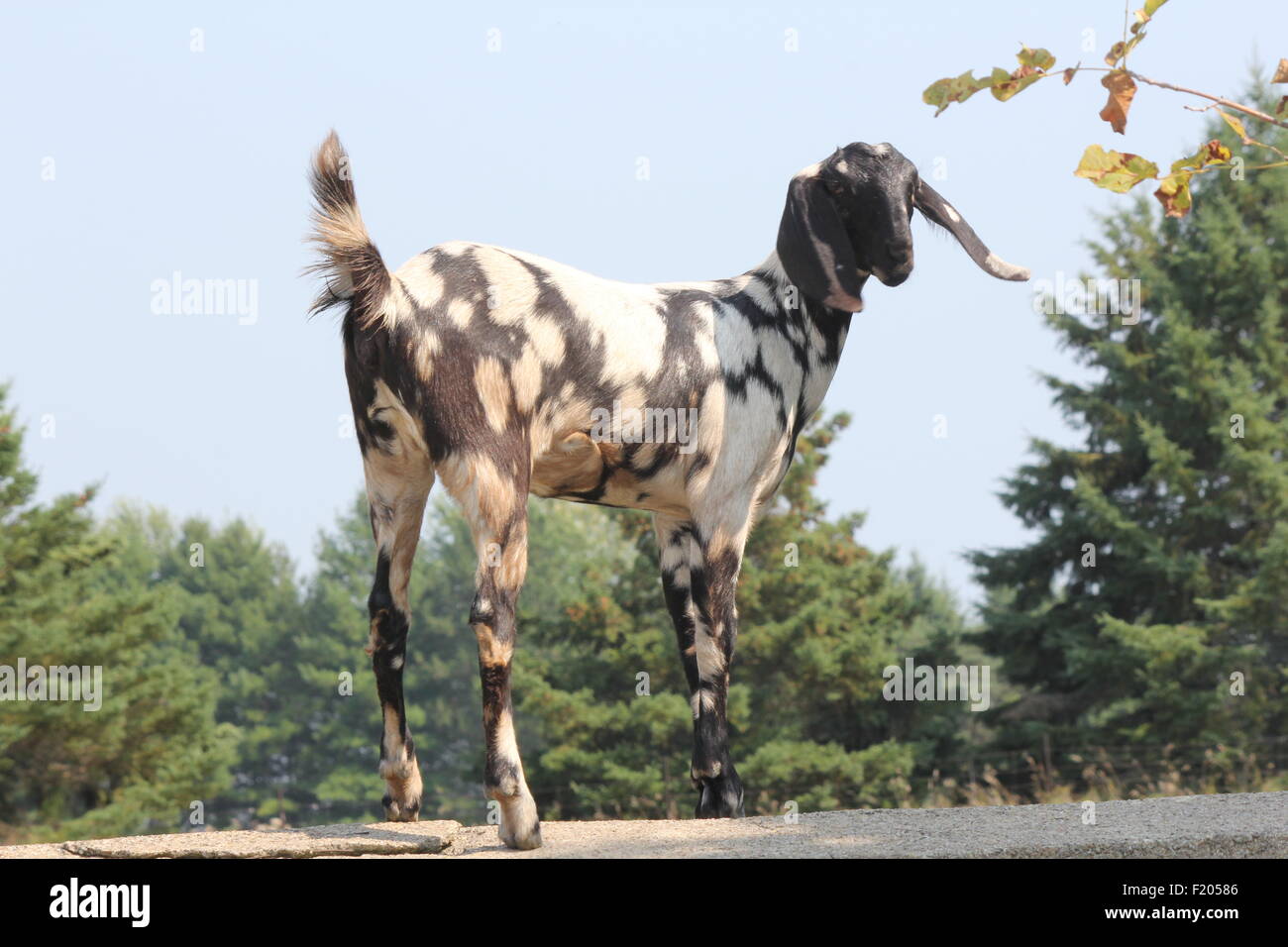 Colored goat hi-res stock photography and images - Alamy