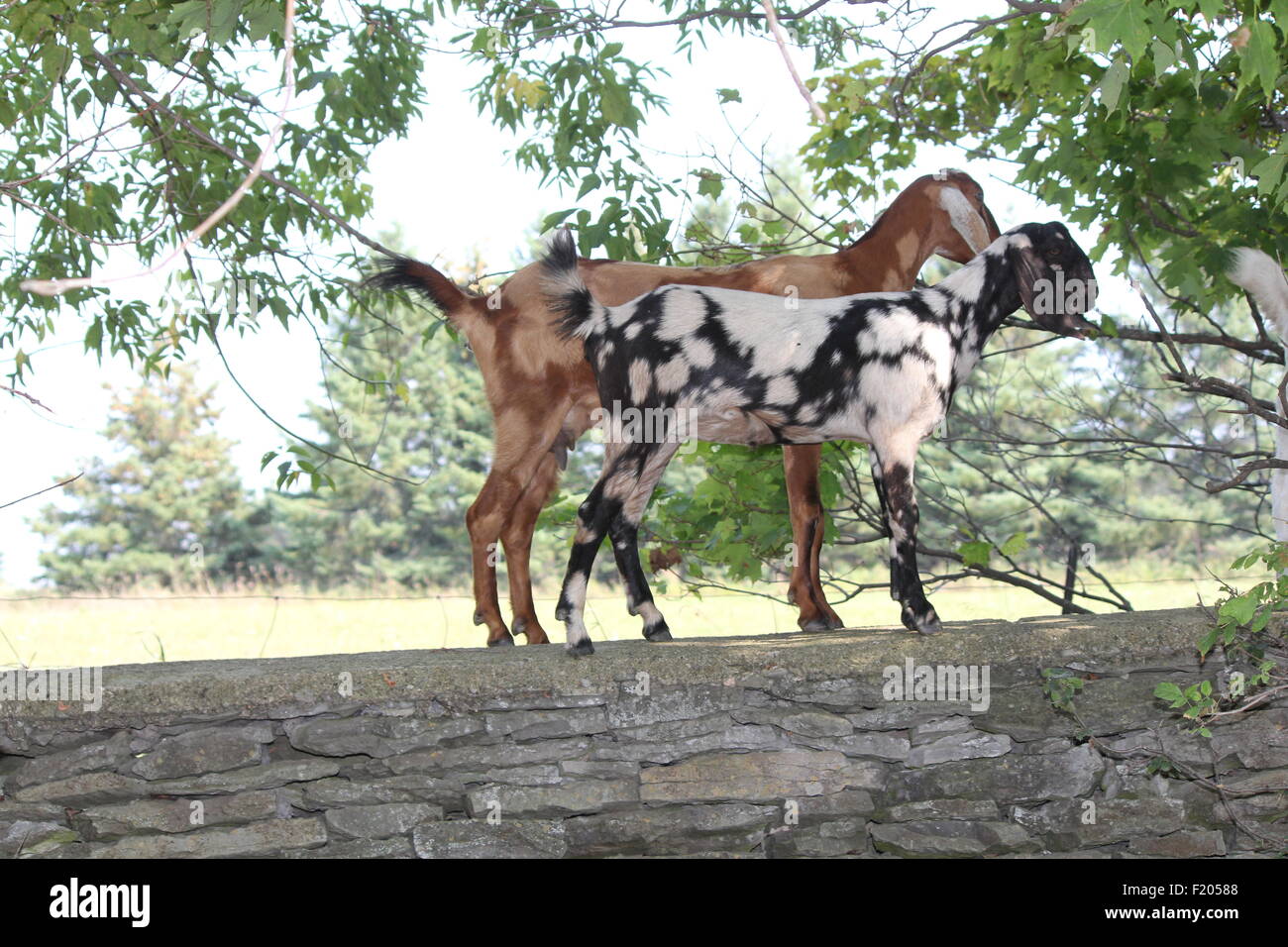 Multi-colored goats standing on top of stone wall Stock Photo - Alamy