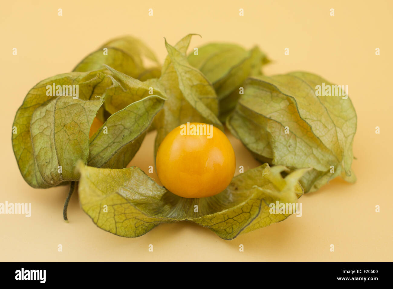 Physalis open hi-res stock photography and images - Alamy