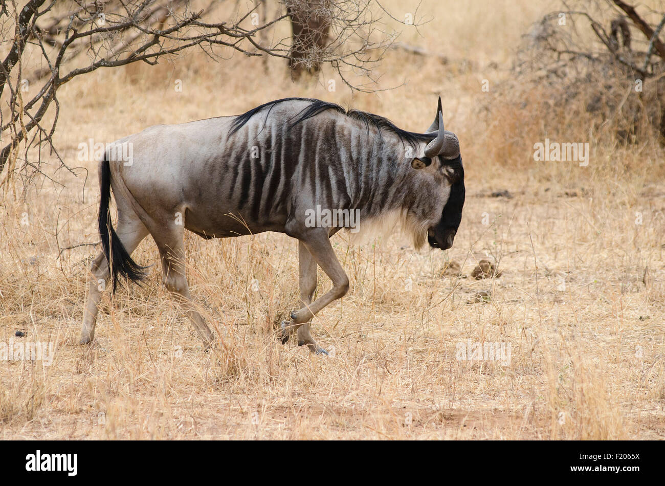Tanzania, Tarangire National Park, Wildebeest in dry scrubland Stock ...