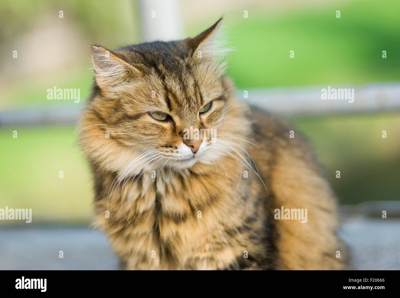 Outdoor portrait of beautiful Siberian cat Stock Photo - Alamy