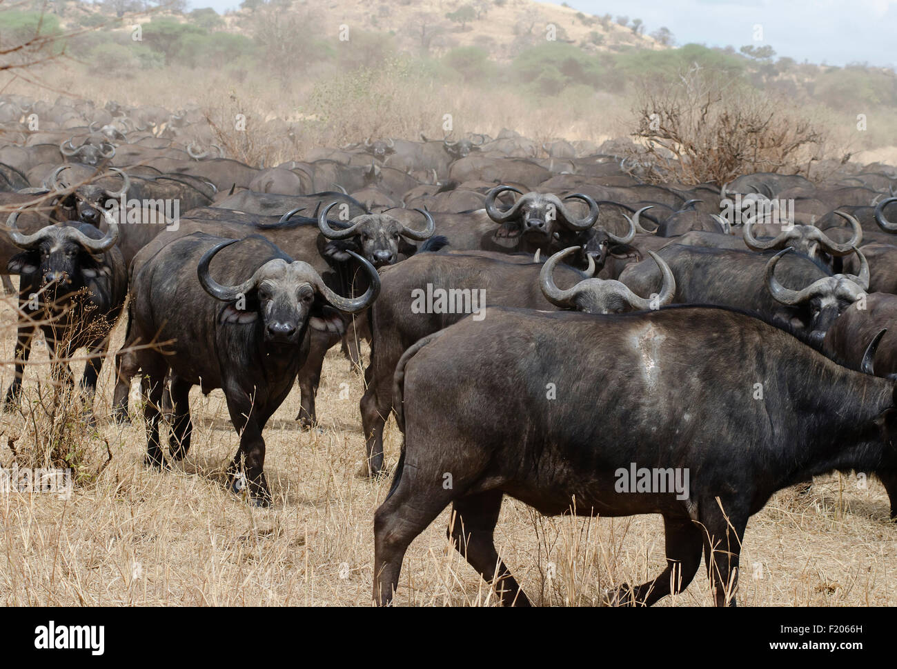 African bufallo hi-res stock photography and images - Alamy