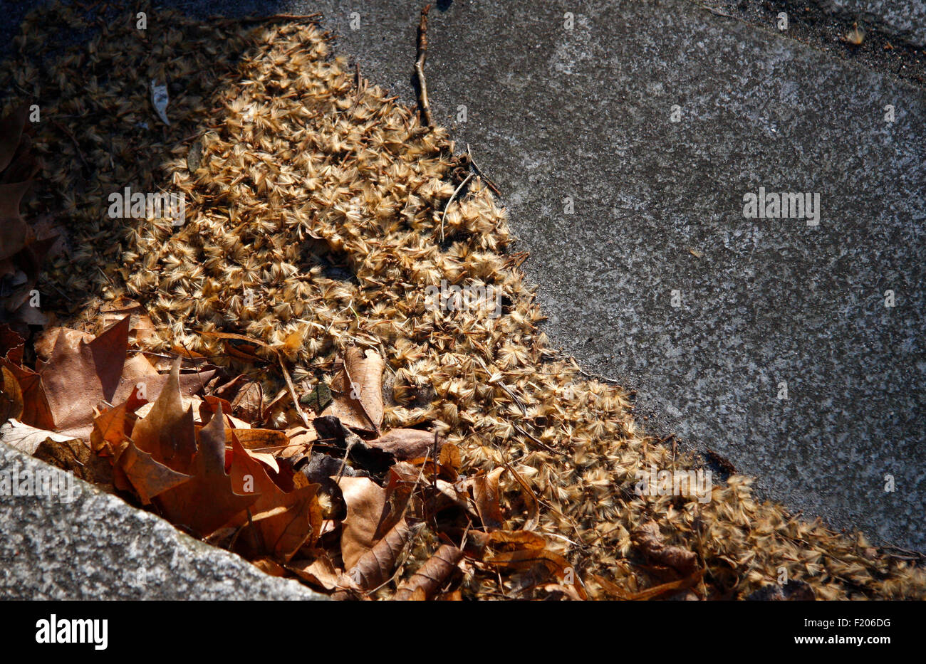 Pollenallergie High Resolution Stock Photography and Images - Alamy