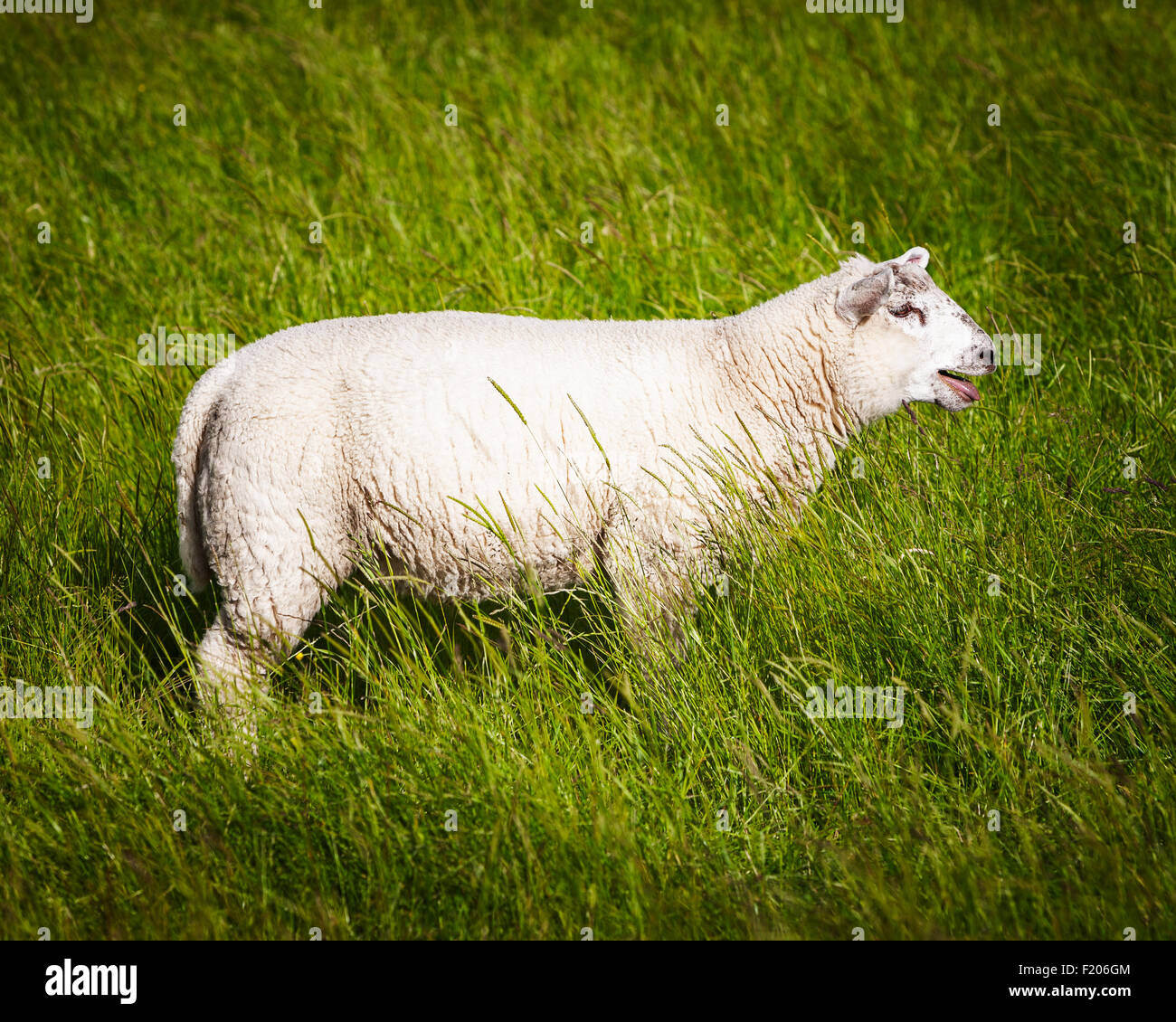 Cute baby lamb standing alone hi-res stock photography and images - Alamy