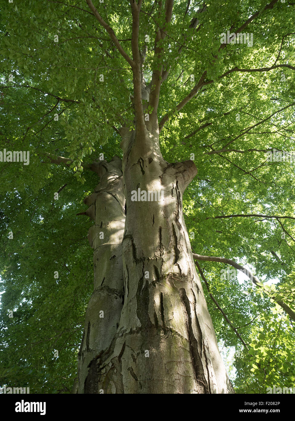 Linde baum hi-res stock photography and images - Alamy