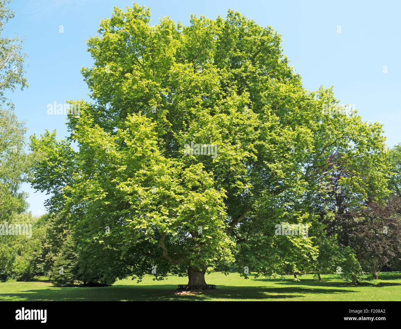 Platane ast hi-res stock photography and images - Alamy