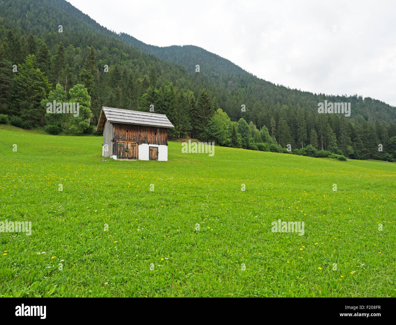 Wiese wald hi-res stock photography and images - Alamy