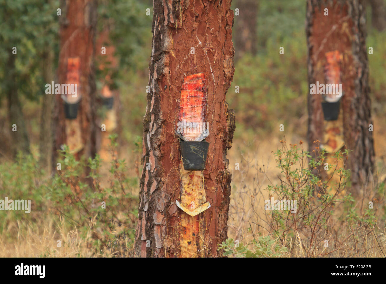 Landscape of a pine plantation for resin extraction Stock Photo - Alamy