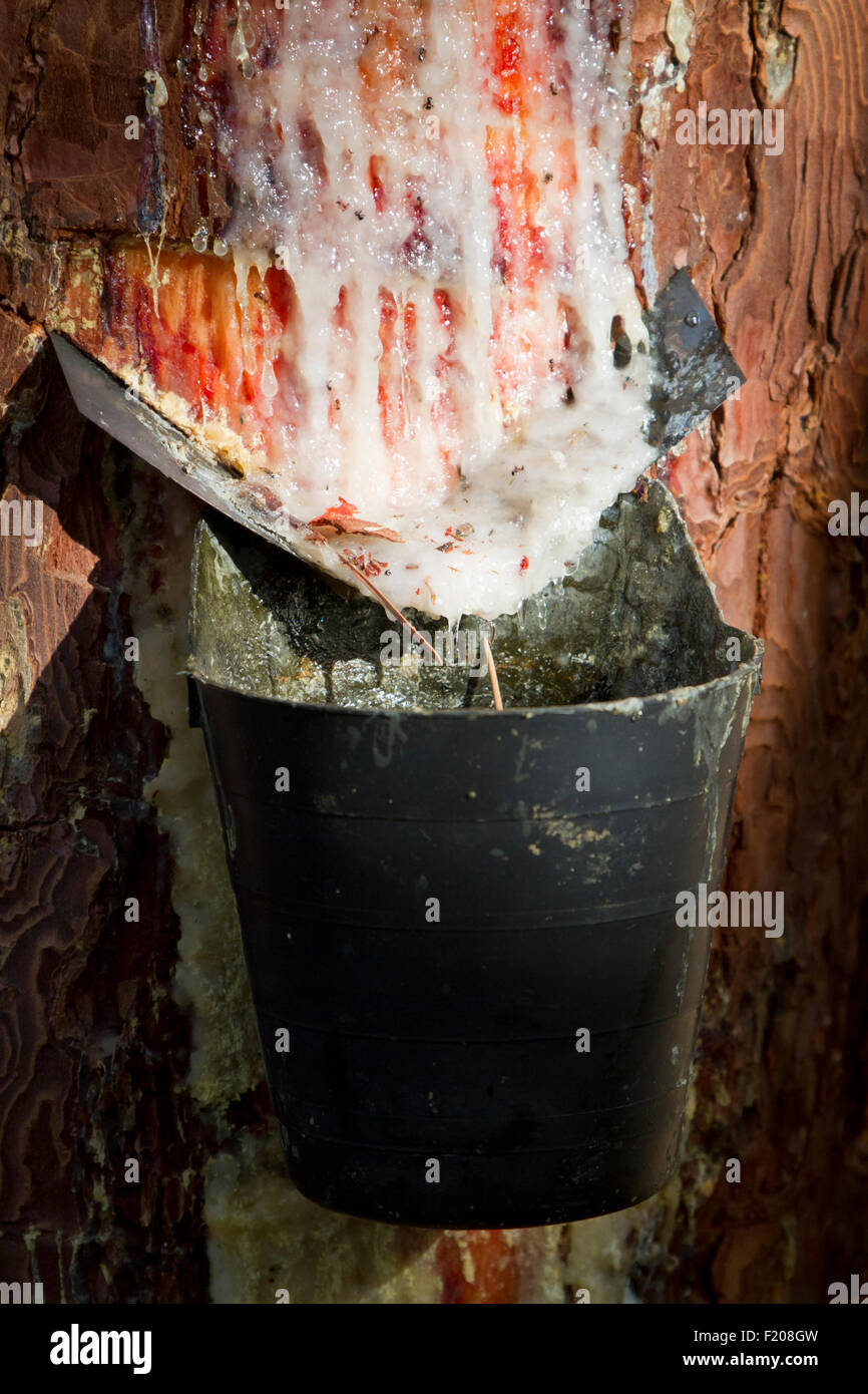 Resin extraction hi-res stock photography and images - Alamy