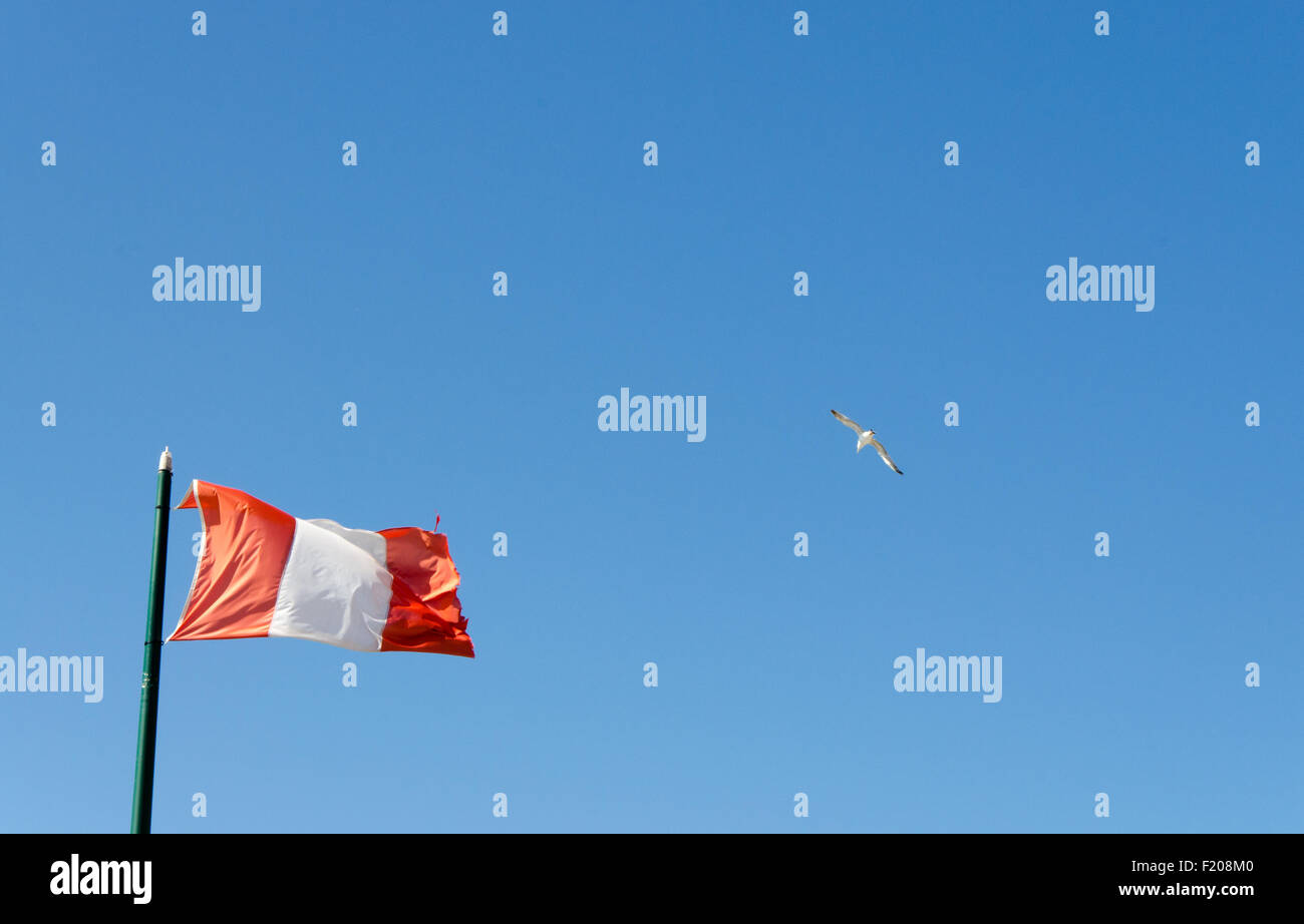 Seagull in a blue sky and a flag Stock Photo - Alamy