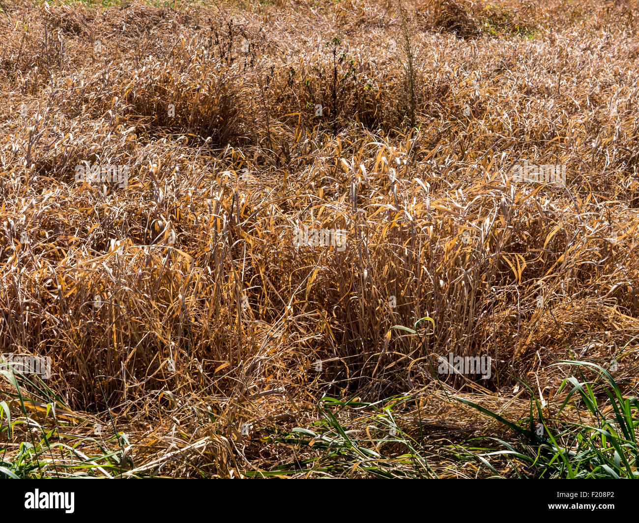 The nature grass background and texture Stock Photo - Alamy