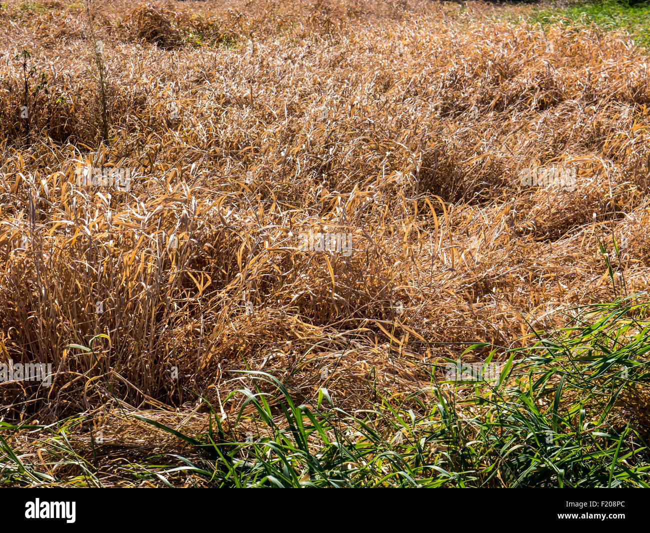 The nature grass background and texture Stock Photo - Alamy