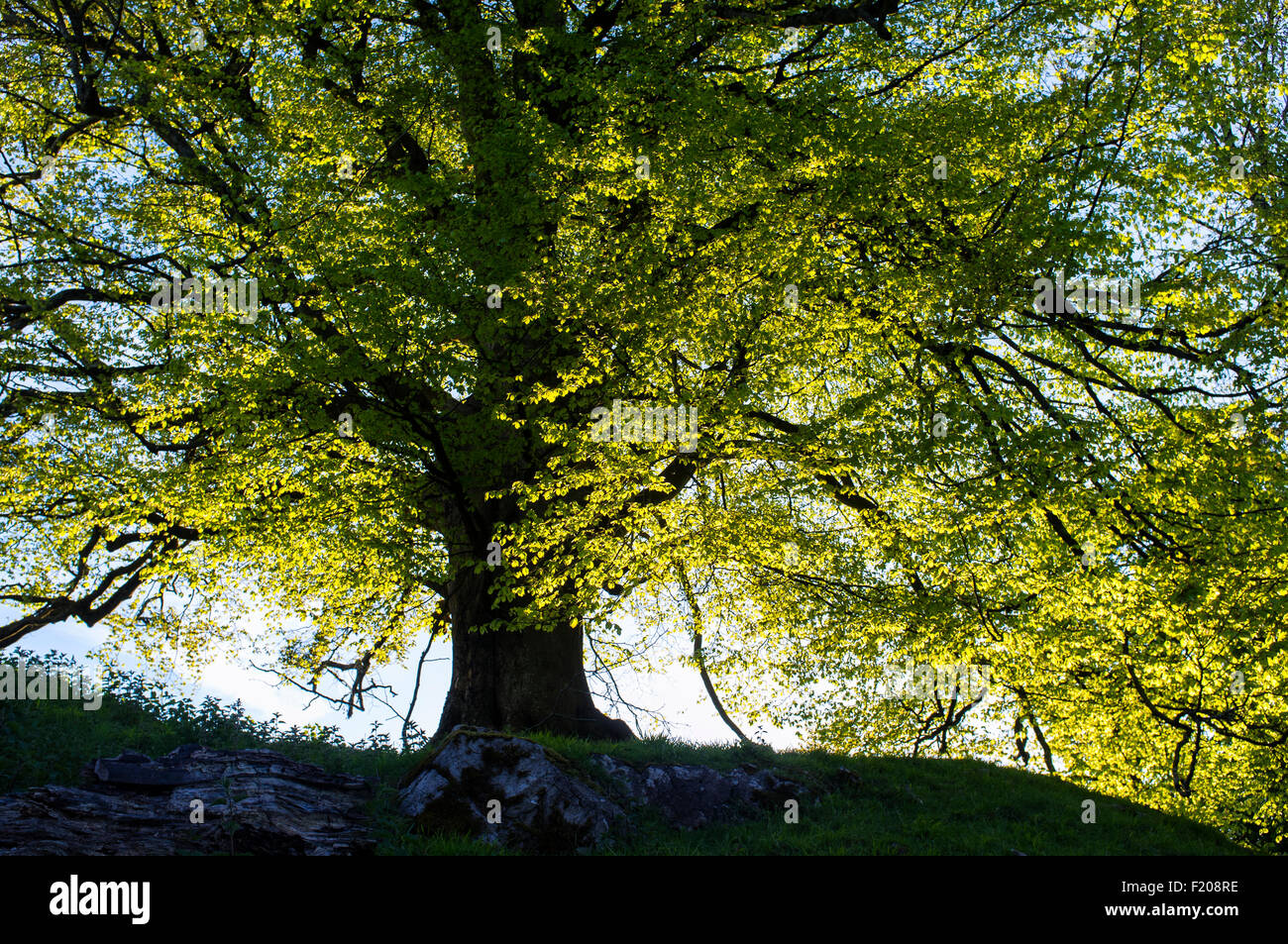 Fagus sylvatica - New Leaf Growth Stock Photo - Alamy