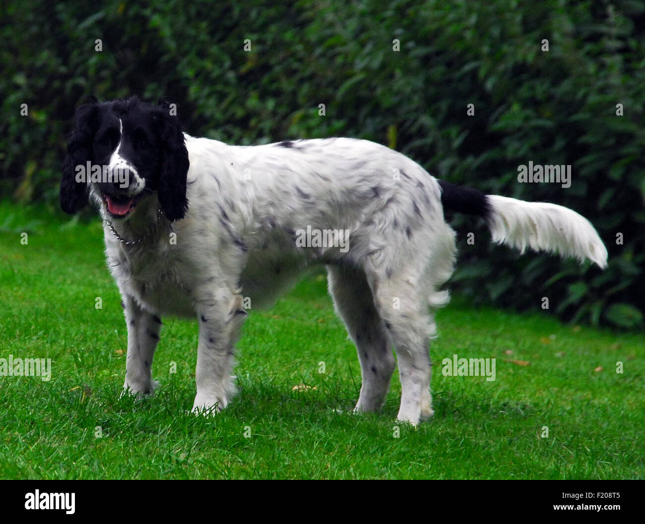 Sprocker spaniel hi-res stock photography and images - Alamy