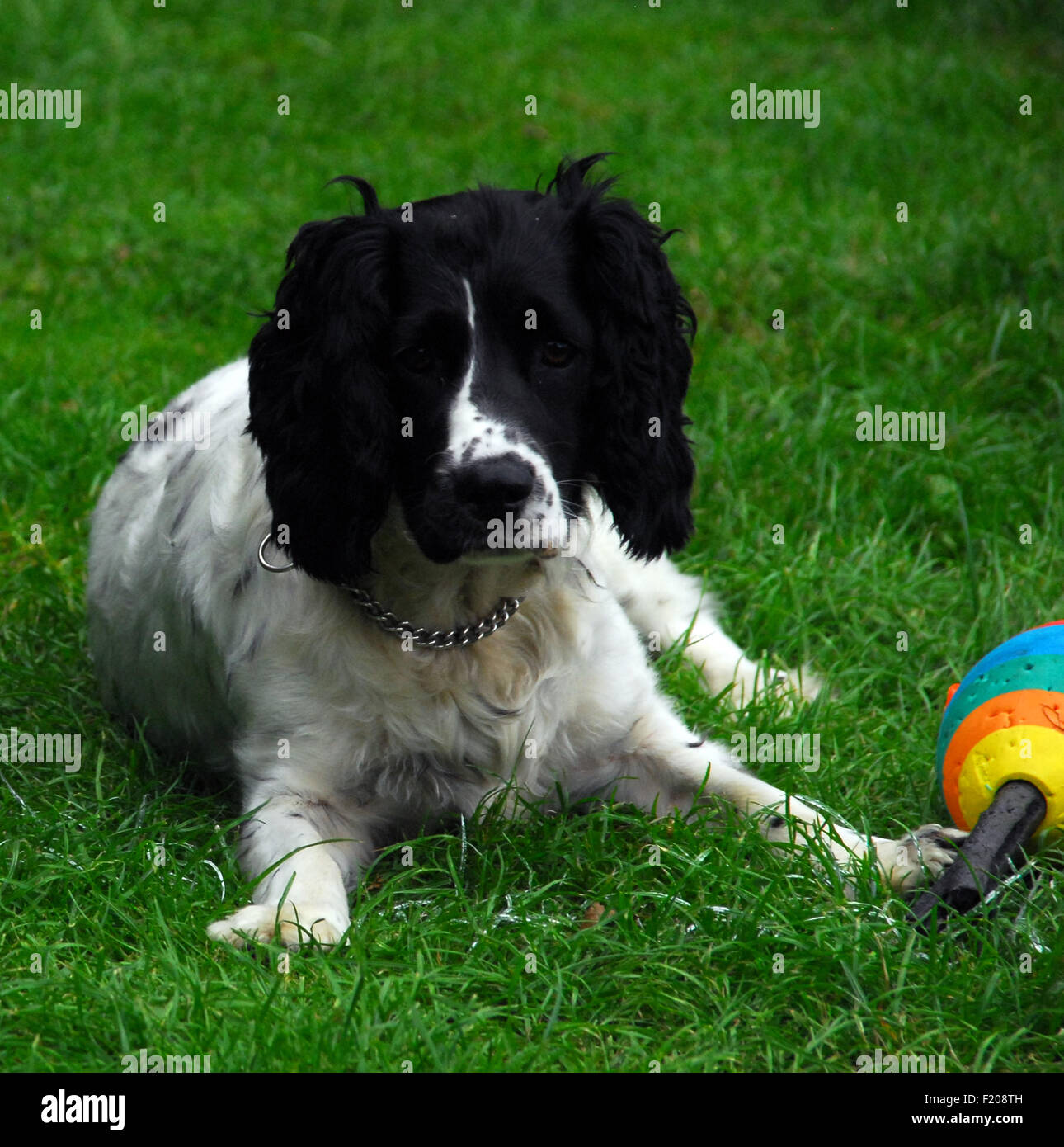 Sprocker spaniel hi-res stock photography and images - Alamy