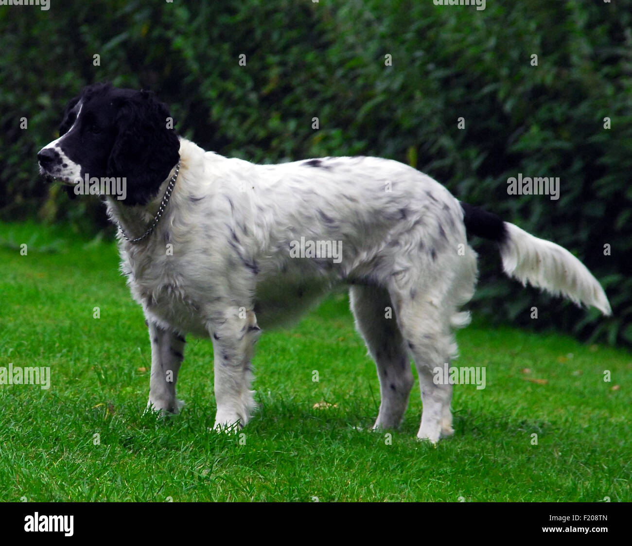 Sprocker spaniel hi-res stock photography and images - Alamy