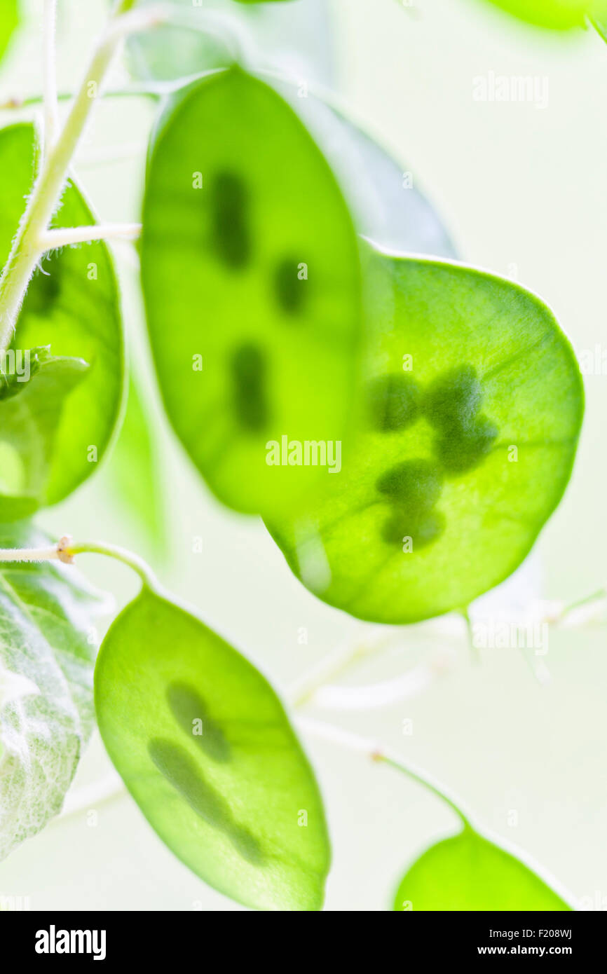 Lunaria annua - Honesty Seeds Stock Photo - Alamy