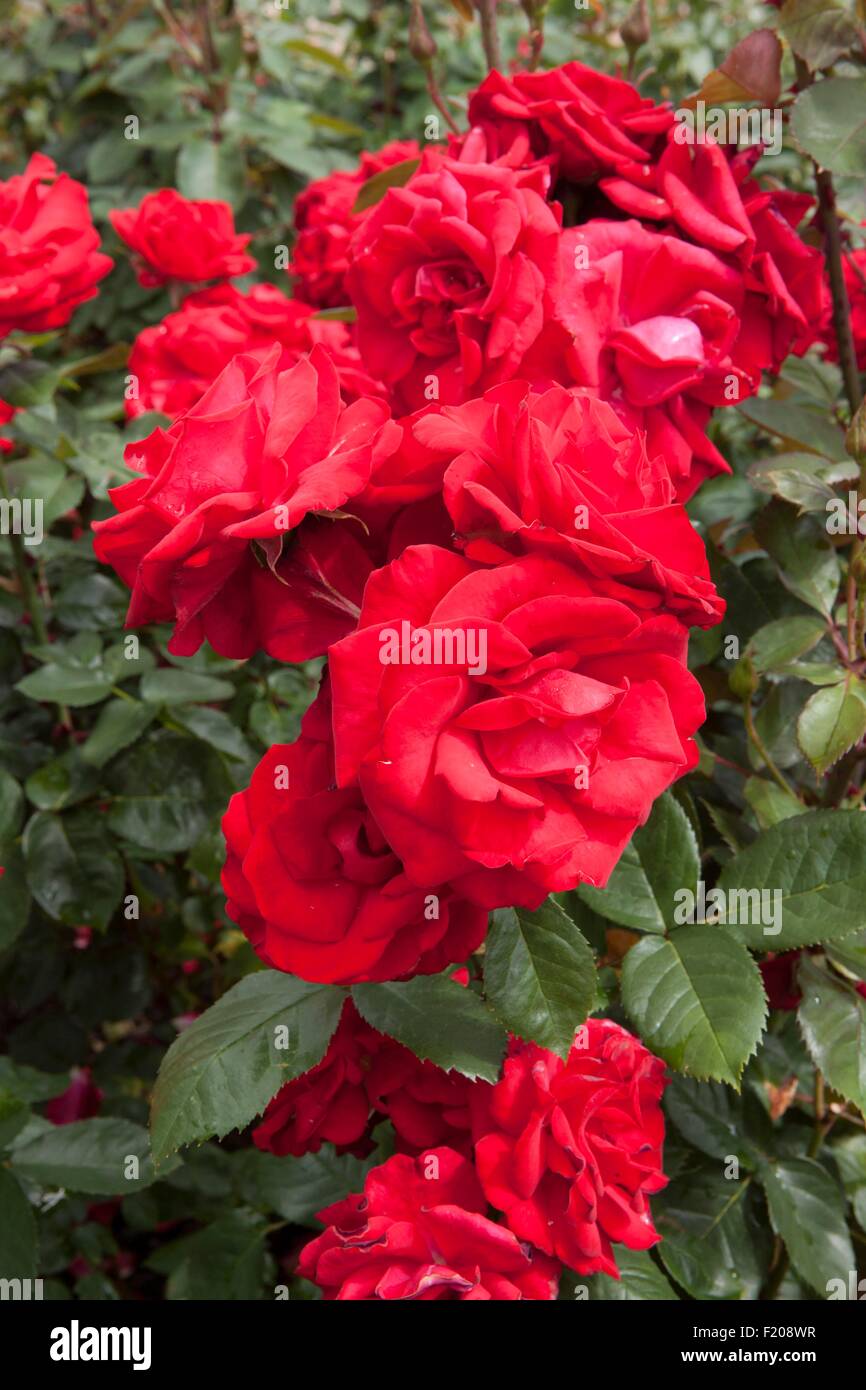 Rosa Invincible Runatru a bright red floribunda rose Stock Photo - Alamy