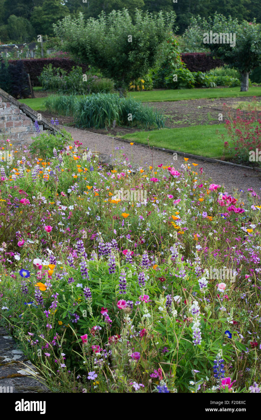 Garden bed wildflowers hi-res stock photography and images - Alamy