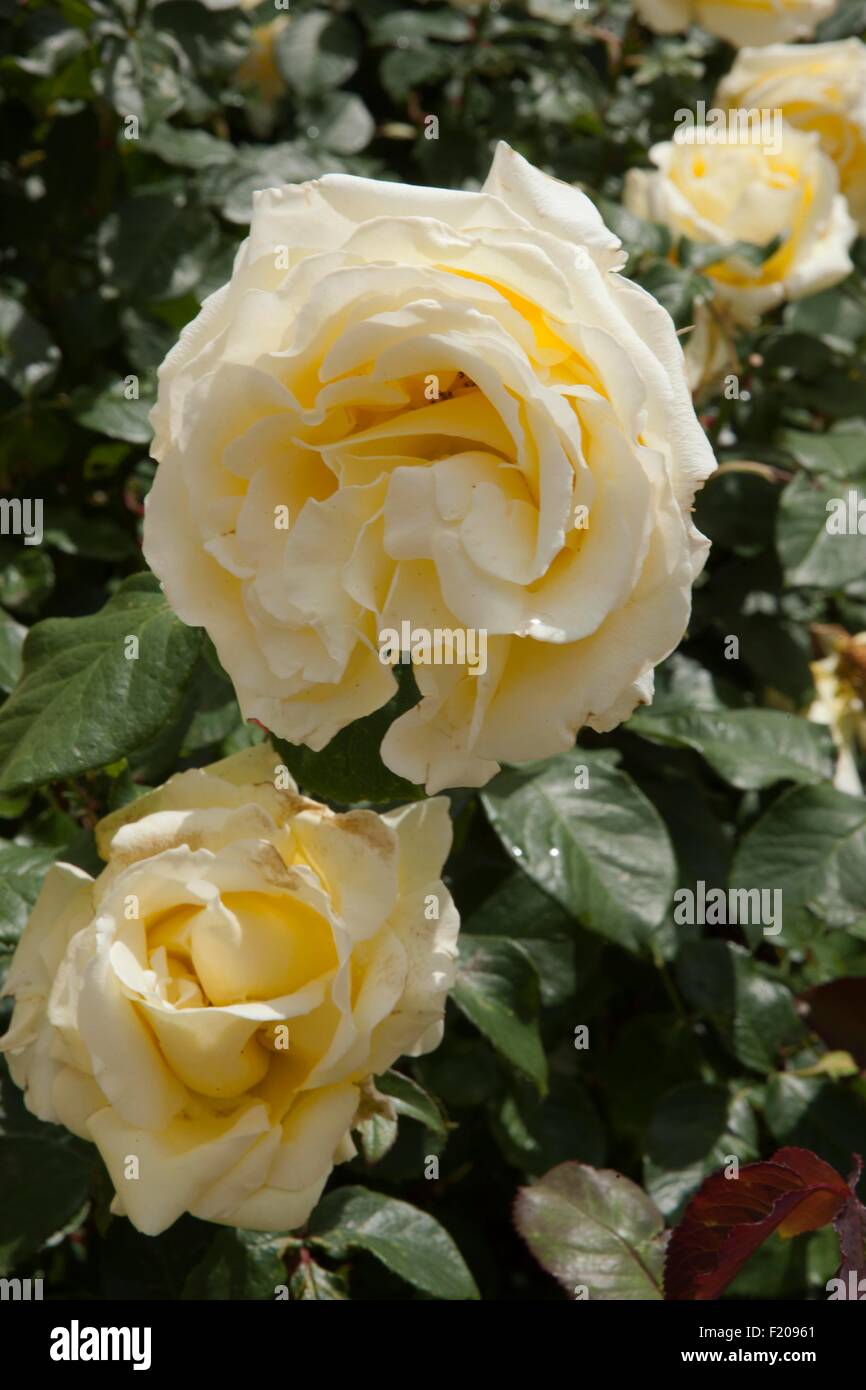 Elina hybrid tea rose hi-res stock photography and images - Alamy