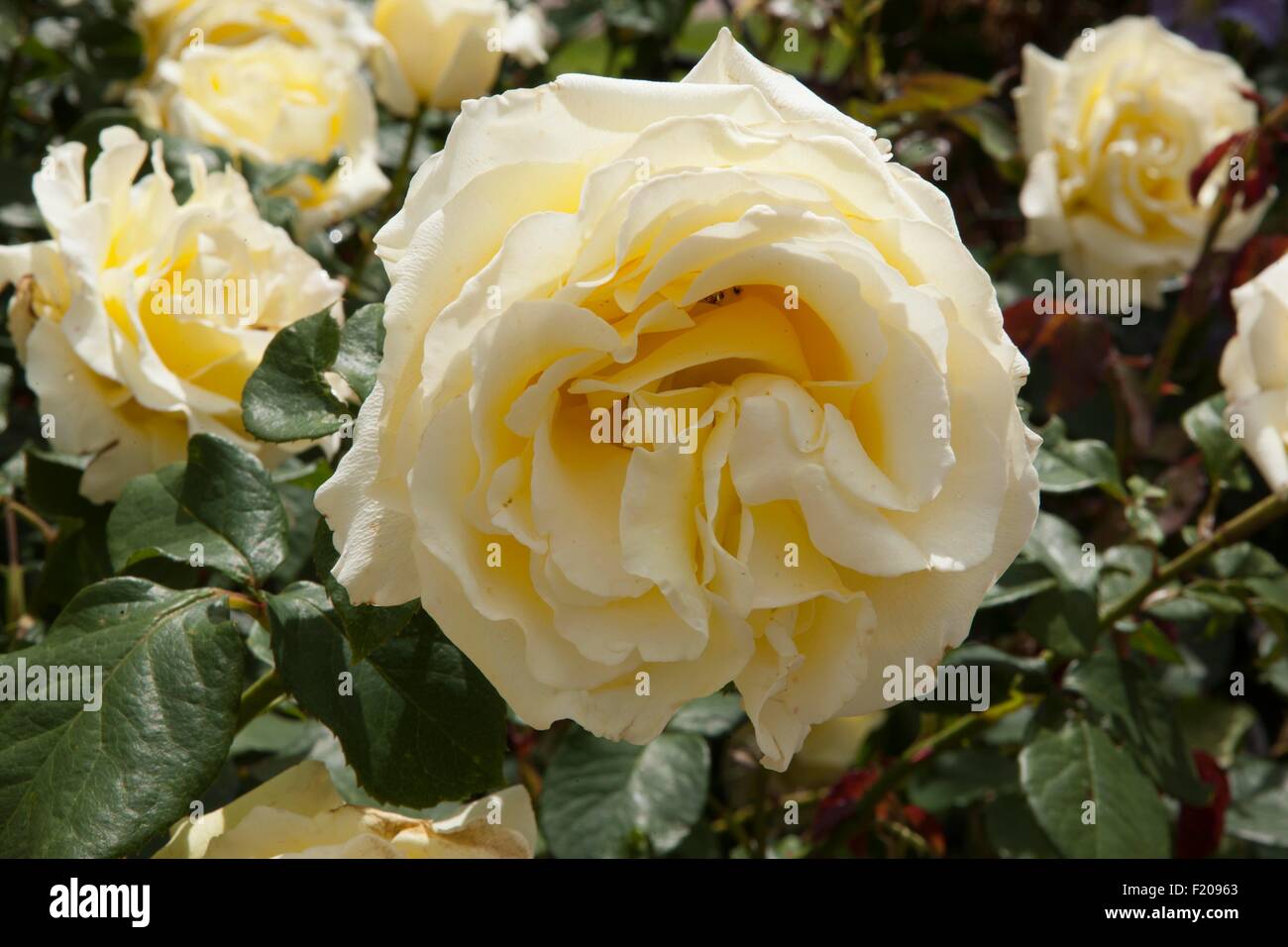 Elina rose hi-res stock photography and images - Alamy