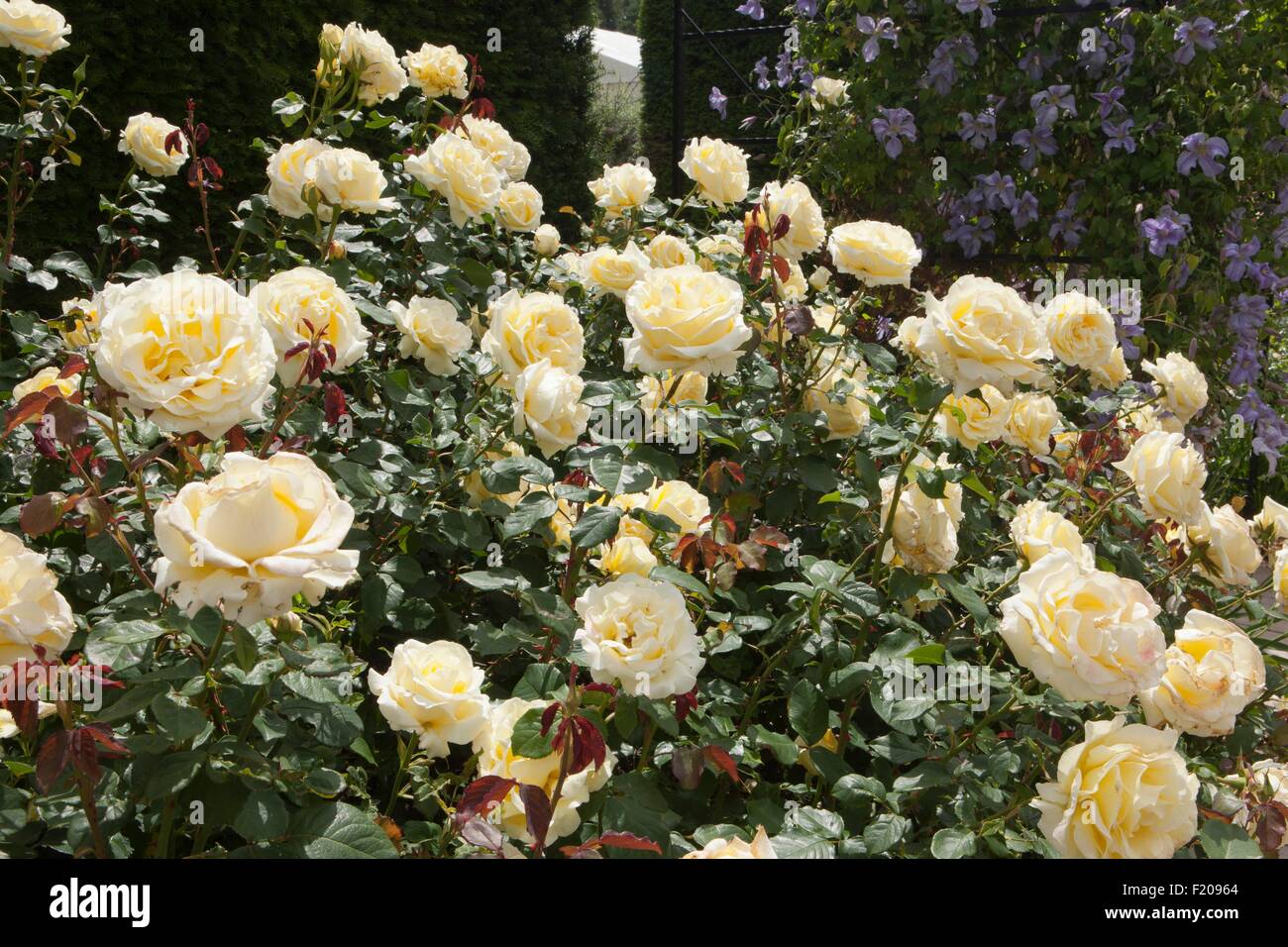 Elina rose hi-res stock photography and images - Alamy