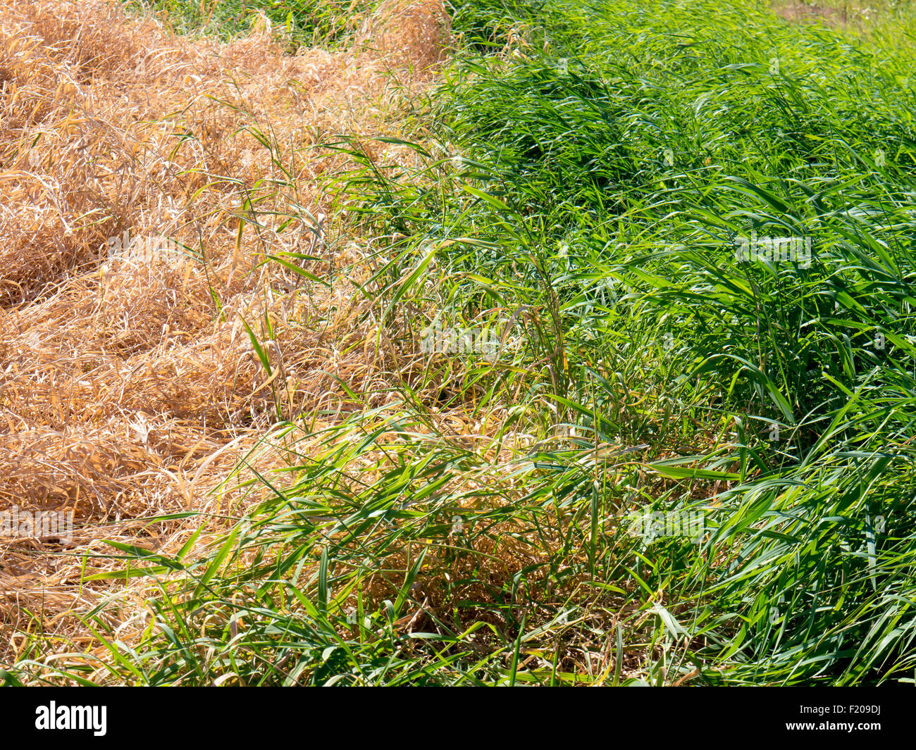The nature grass background and texture Stock Photo - Alamy