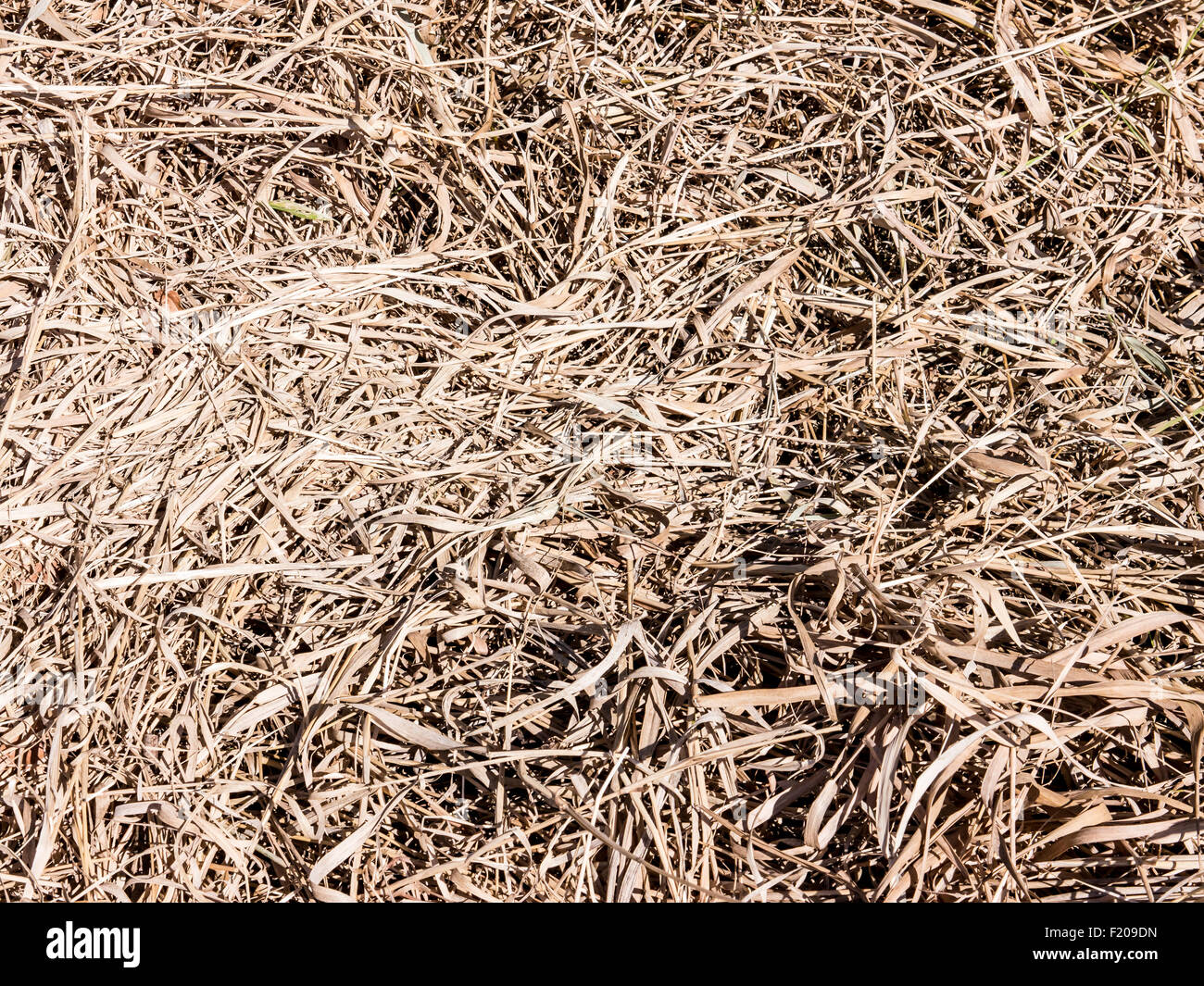 The nature grass background and texture Stock Photo - Alamy