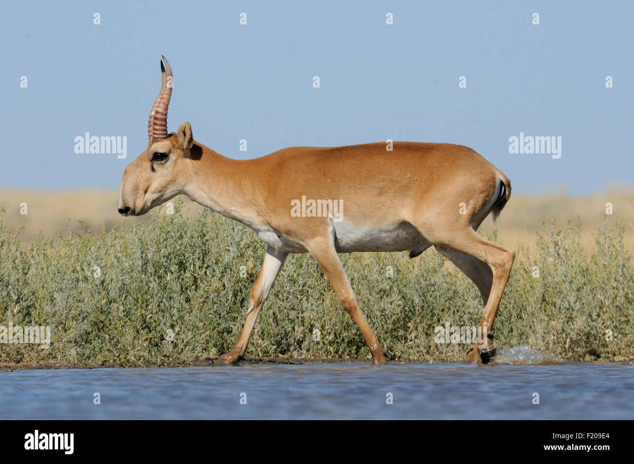 Wild male Saiga antelope near watering in steppe Stock Photo - Alamy