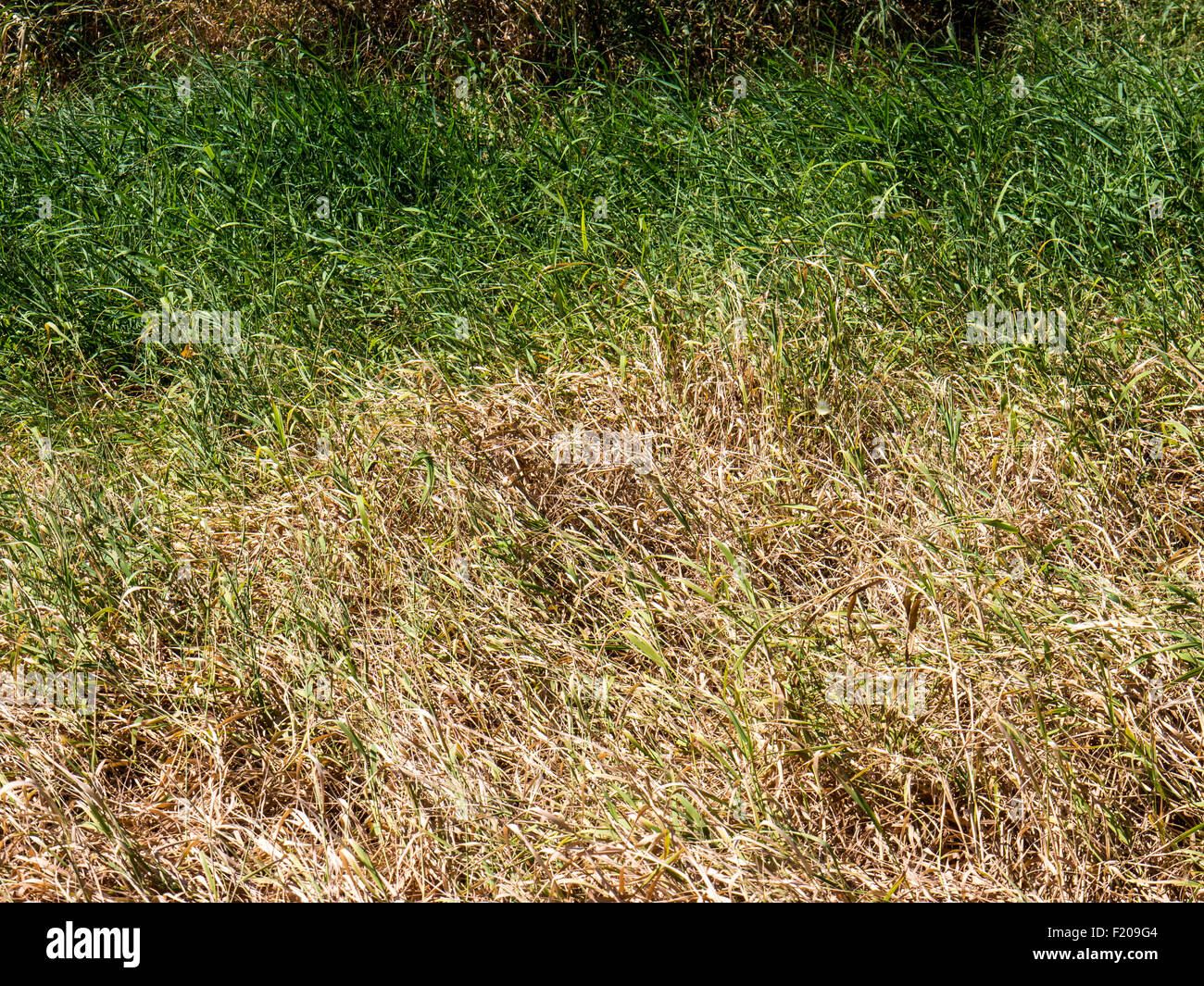 The nature grass background and texture Stock Photo - Alamy
