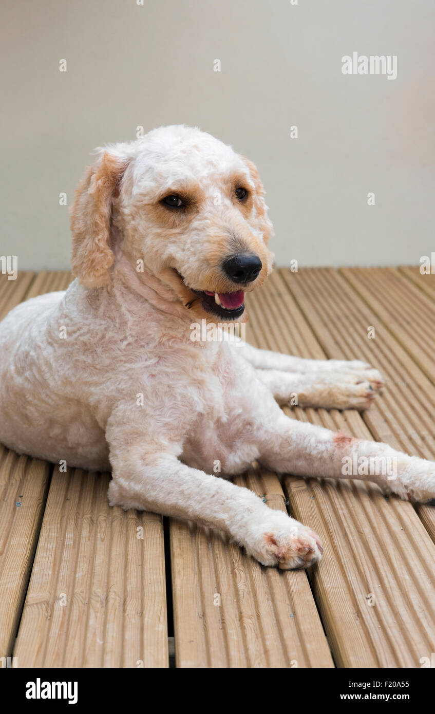 Recently groomed beige/white coloured Labradoodle lying on decking ...