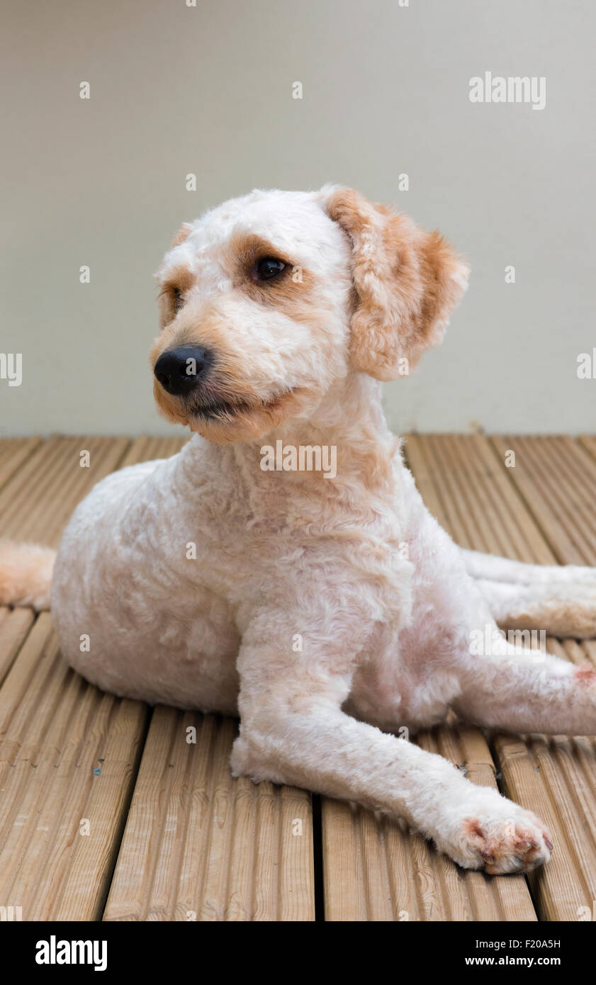 Recently groomed beige/white coloured Labradoodle lying on decking ...