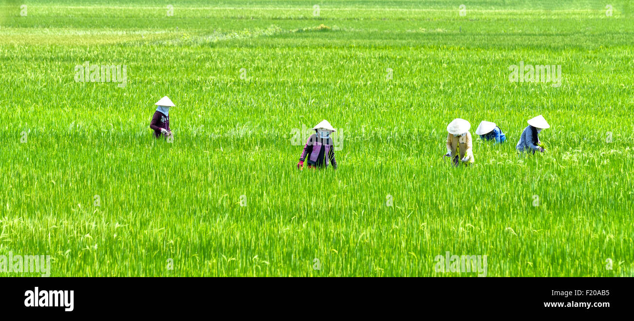 Farmer woman picking grass on the rice fields Stock Photo - Alamy