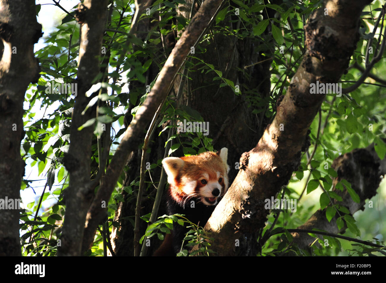 red panda up a tree Stock Photo - Alamy