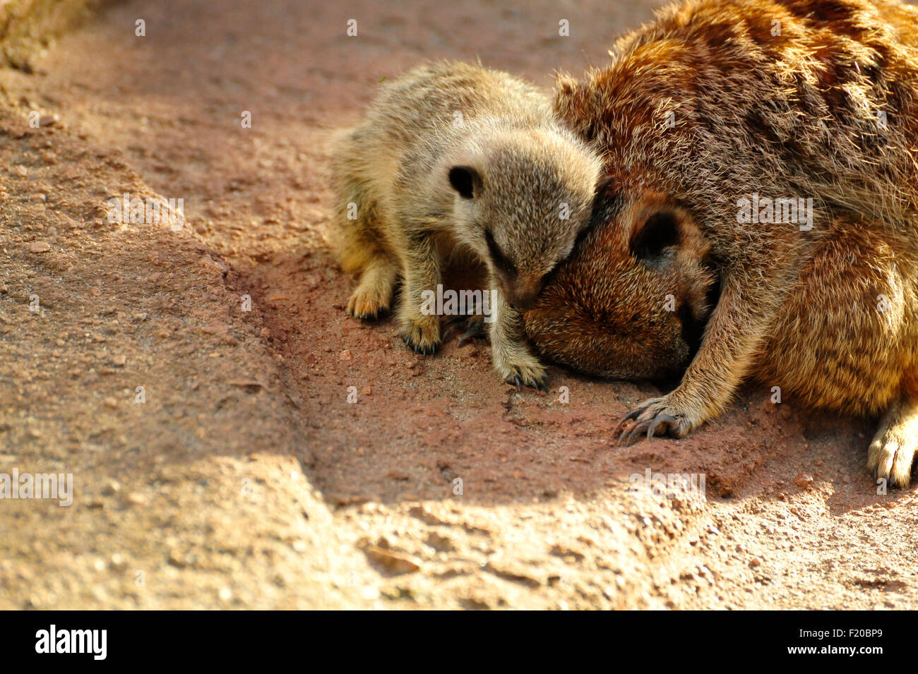 Mongoose picture hi-res stock photography and images - Alamy