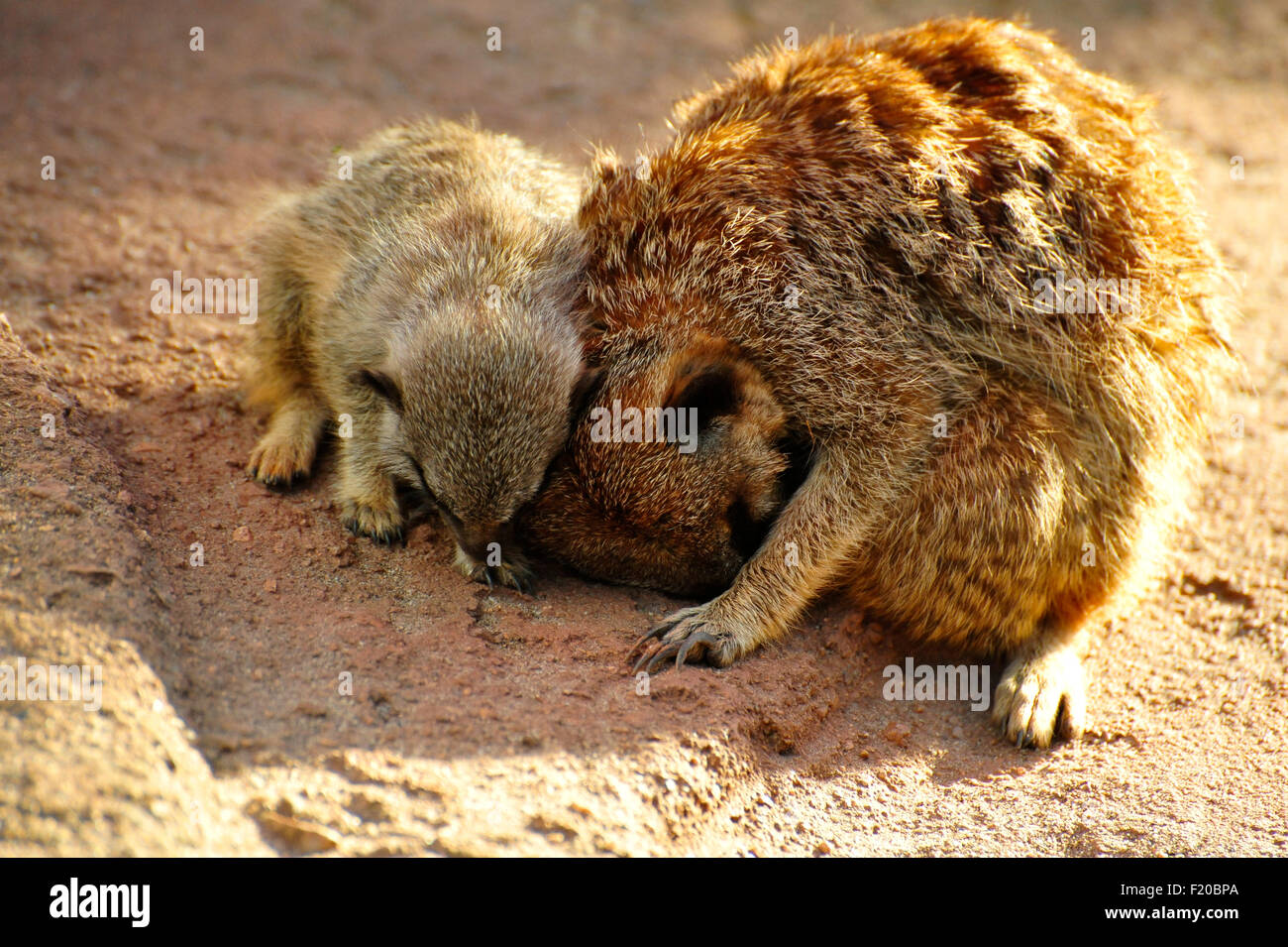 Sleeping meerkats hi-res stock photography and images - Alamy