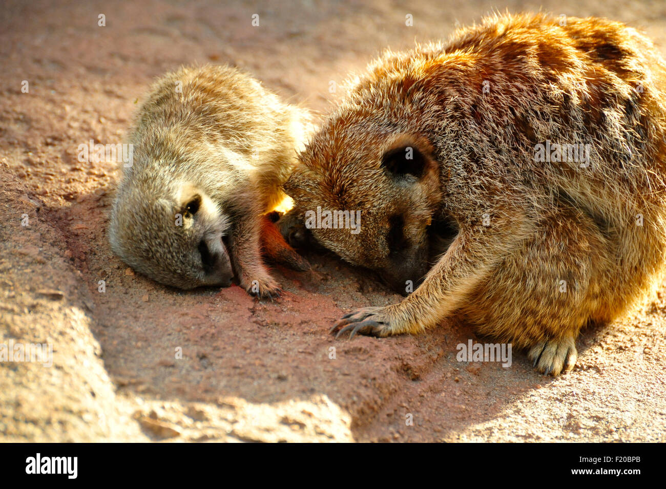 Meerkats sleeping hi-res stock photography and images - Alamy