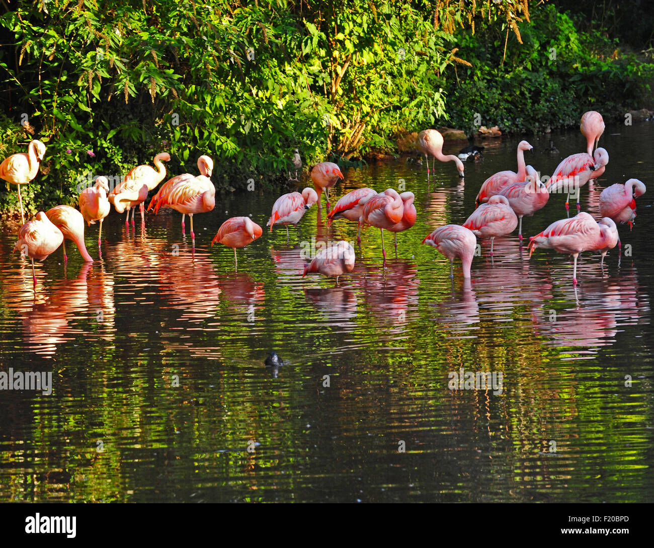 Male flamingos hi-res stock photography and images - Alamy