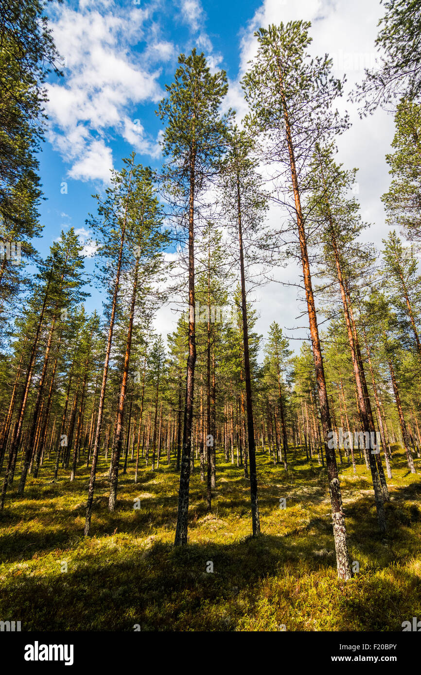 Scots pine forest Stock Photo - Alamy