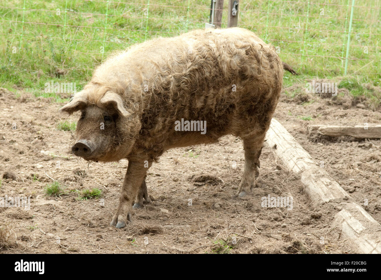 Wollschwein, Mangalica, Arche-Hof, Bedrohte, gefaehrdet Stock Photo - Alamy