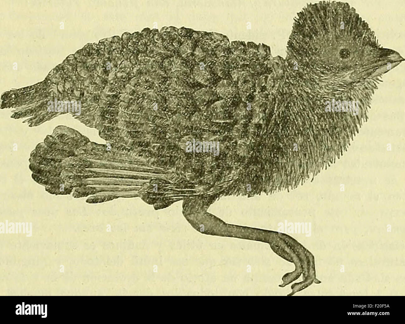 El hornero hi-res stock photography and images - Alamy