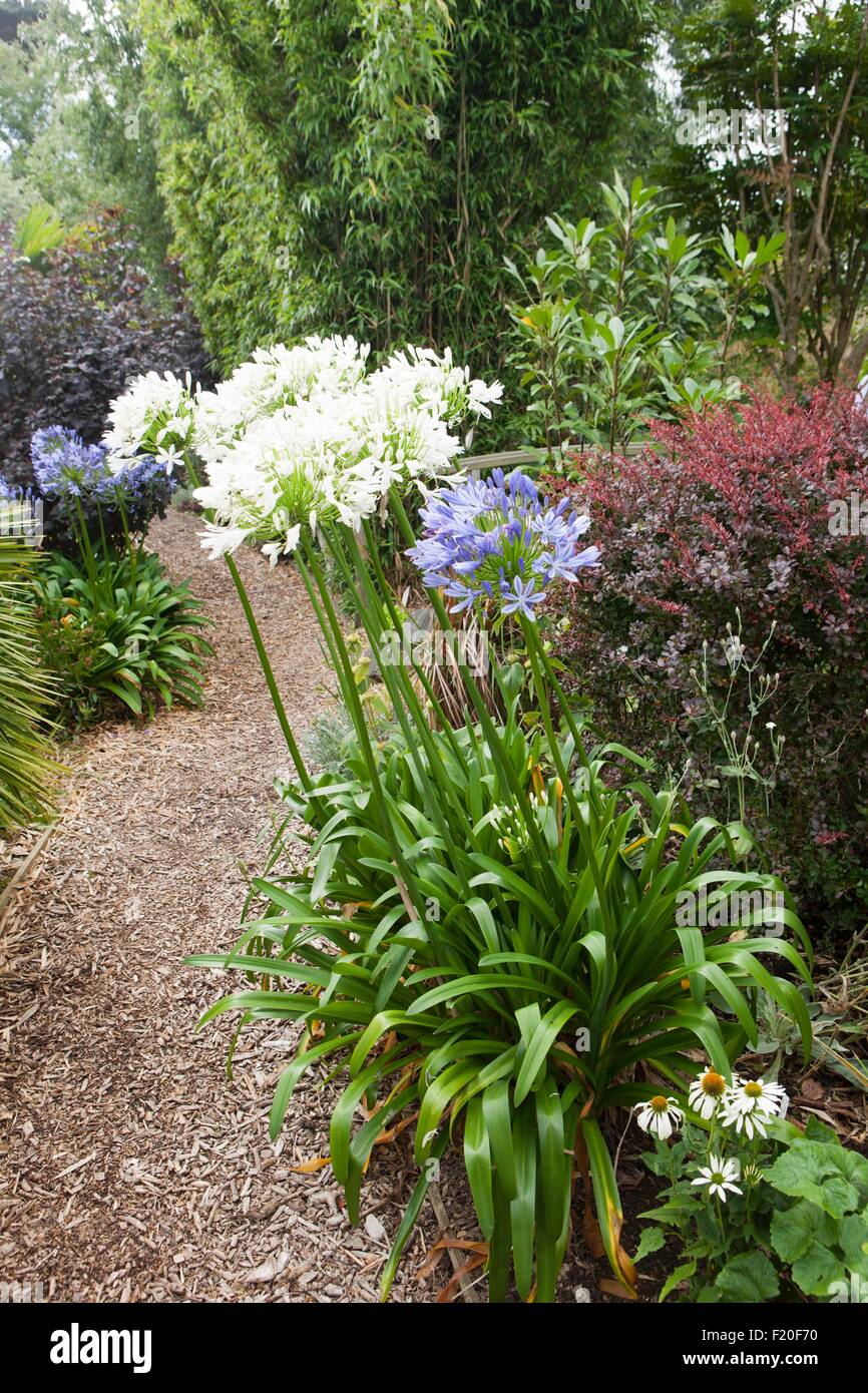 Poppy Cottage Garden on Roseland Peninsula in Cornwall Stock Photo - Alamy