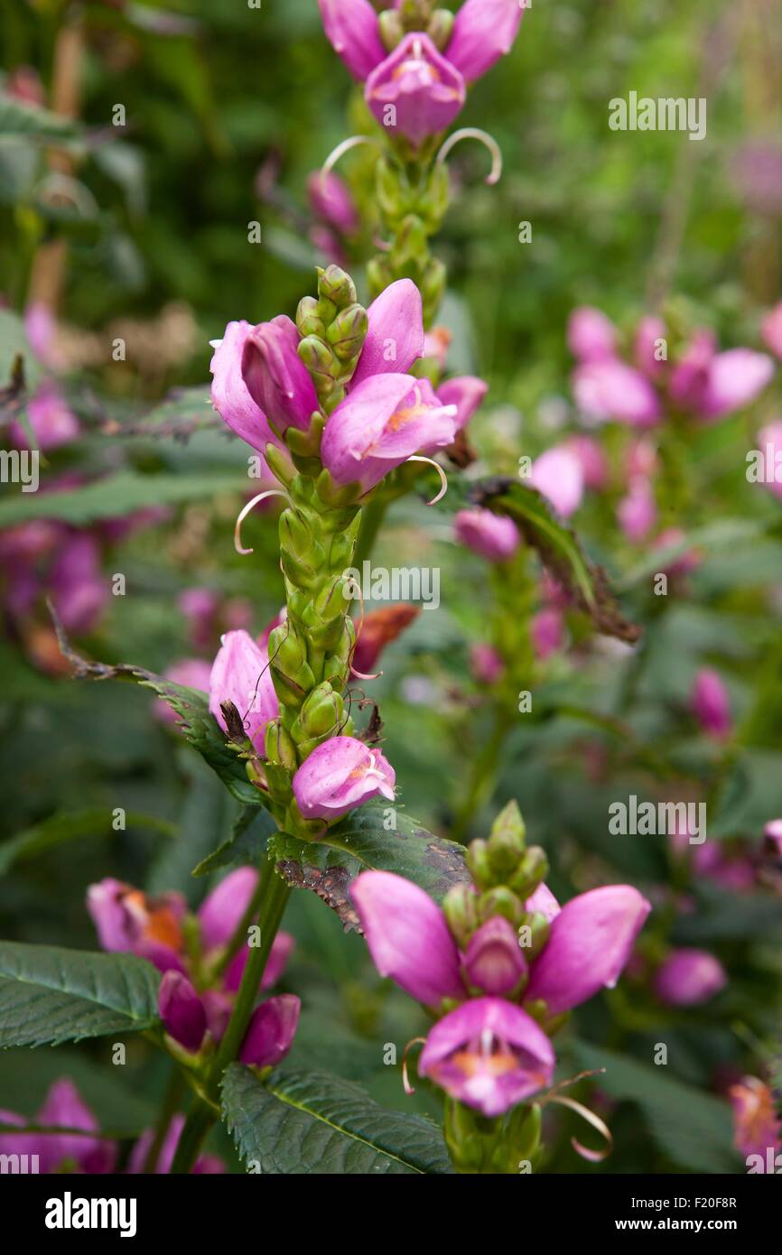 Chelone Obliqua Red Turtleheads growing at a Cottage Garden Cornwall ...