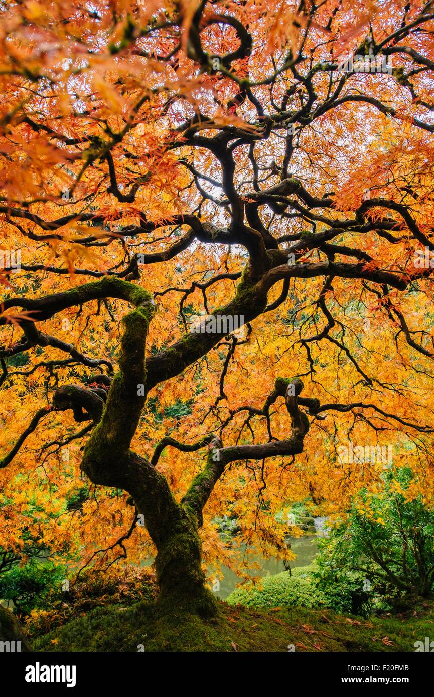 Japanese maple with twisted trunk and orange leaves Stock Photo - Alamy