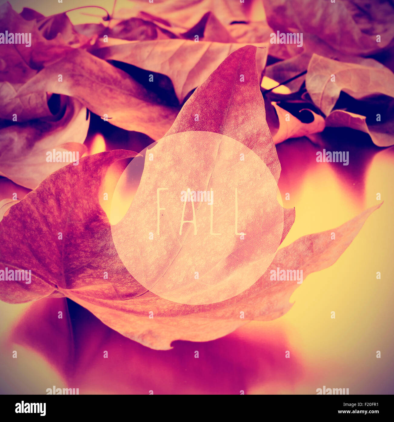 Tree leaves in circle hi-res stock photography and images - Alamy