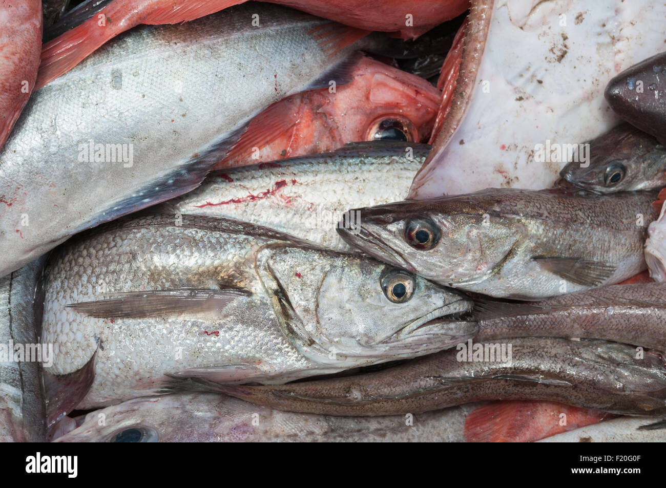Whiting, redfish and pollock on deck of offshore dragger. Georges Bank ...