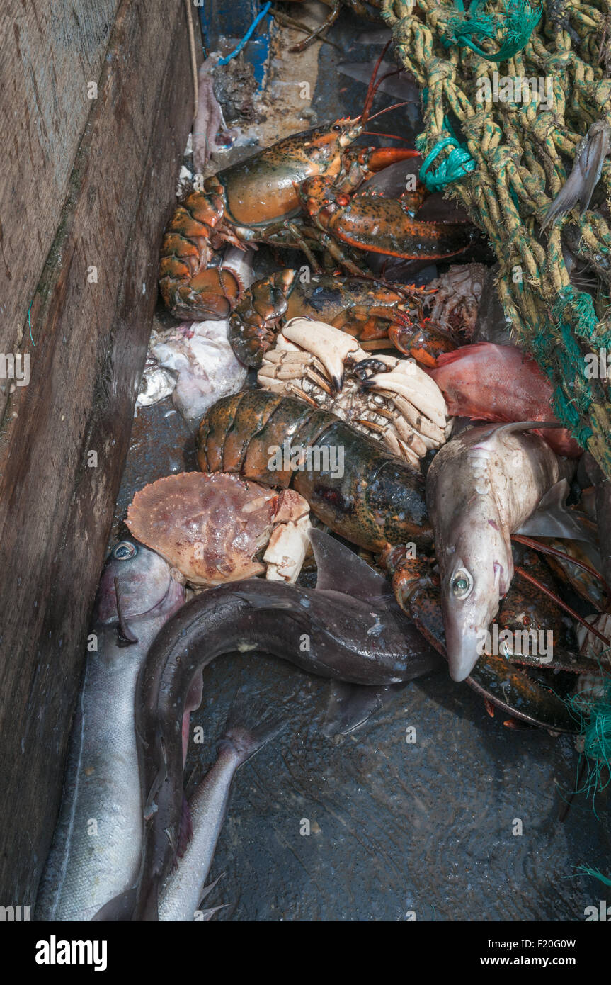 Lobster, dogfish, crab and pollock on deck of offshore dragger. Georges ...