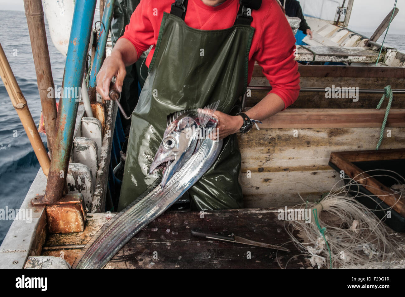Fisherman holds Silver scabbardfish (Lepidopus caudatus) caught with ...