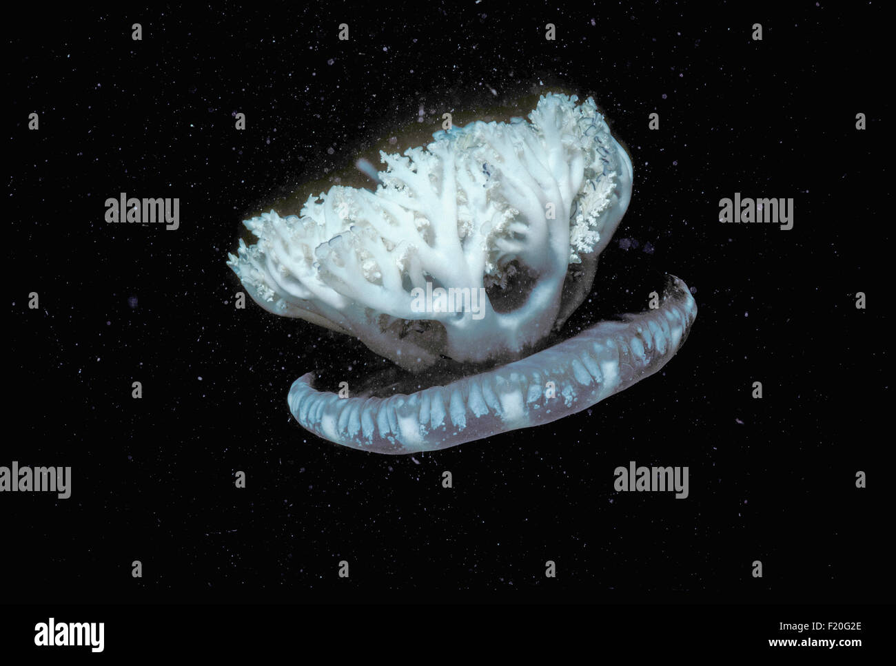 Upside-down Jellyfish (Cassiopea andromeda) - Red Sea Stock Photo - Alamy