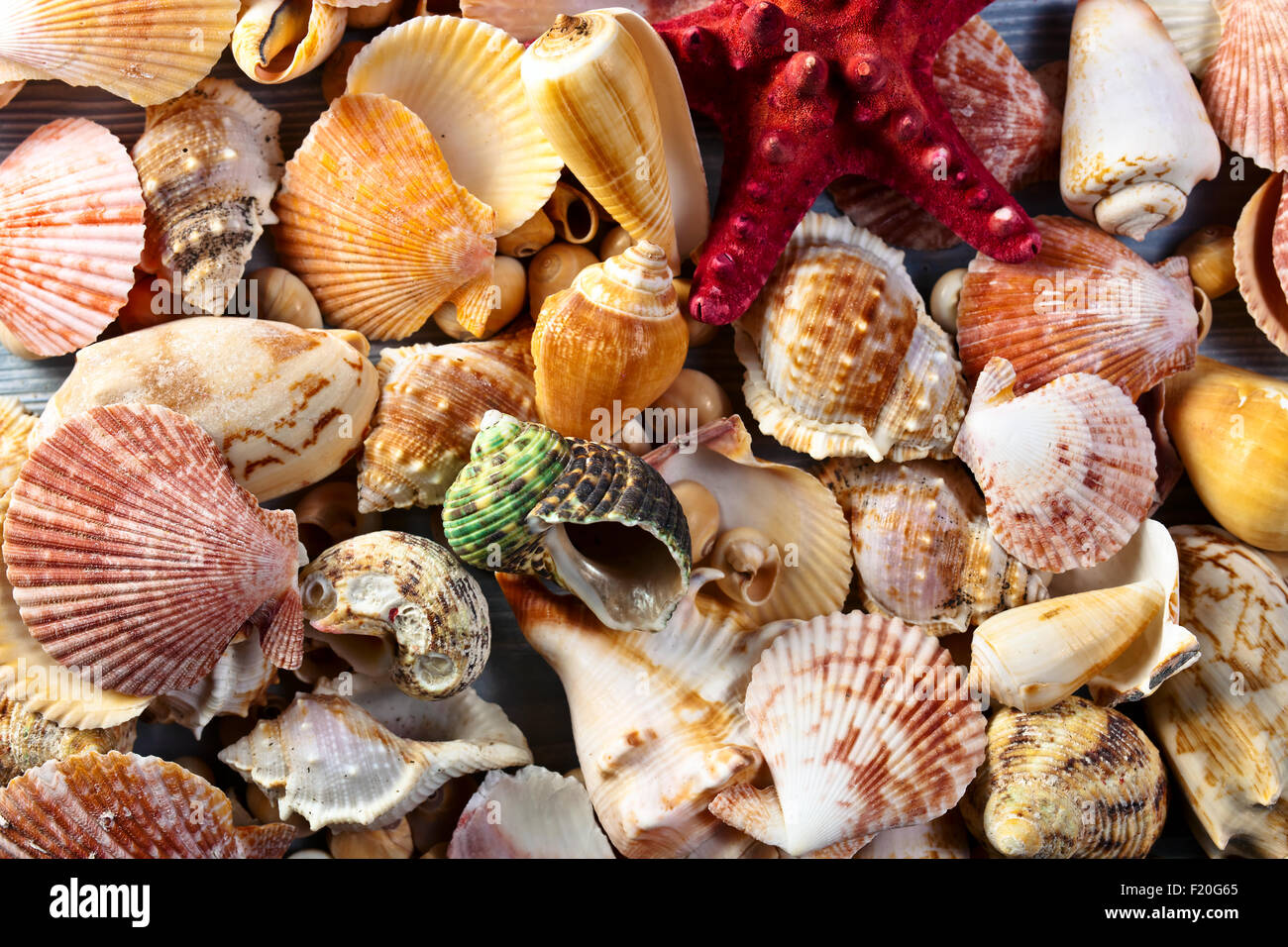 Sea shells on a old wooden table Stock Photo - Alamy
